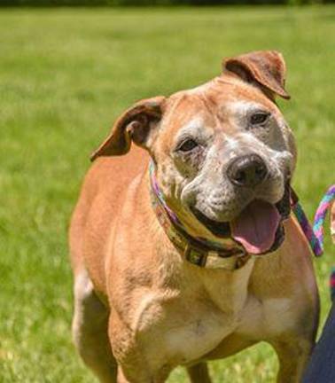 Dog of the Week: Sprocket