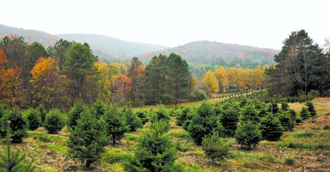 Wintergreen Christmas Tree Farm preserved