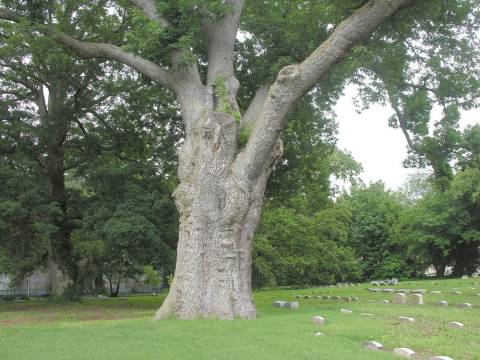 The historic Salem Oak, now fallen, will grow again in Sparta