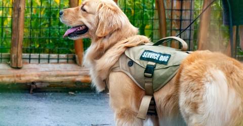 Service or support? Confusion over dogs in public spaces