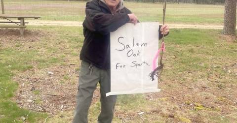 The historic Salem Oak, now fallen, will grow again in Sparta