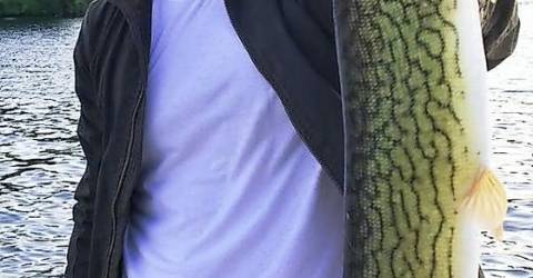 Sparta. 30-inch Pike