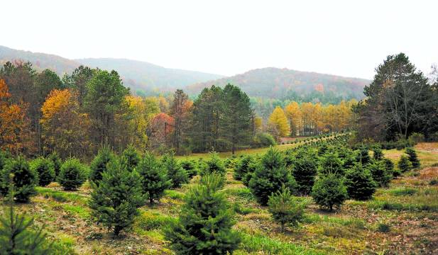 Wintergreen Christmas Tree Farm preserved